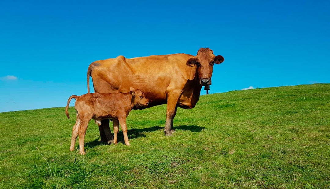 Galería | Asociación vaca pasiega