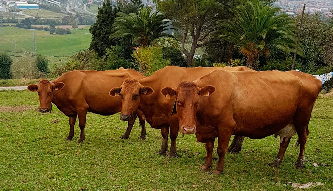 Galería | Asociación vaca pasiega