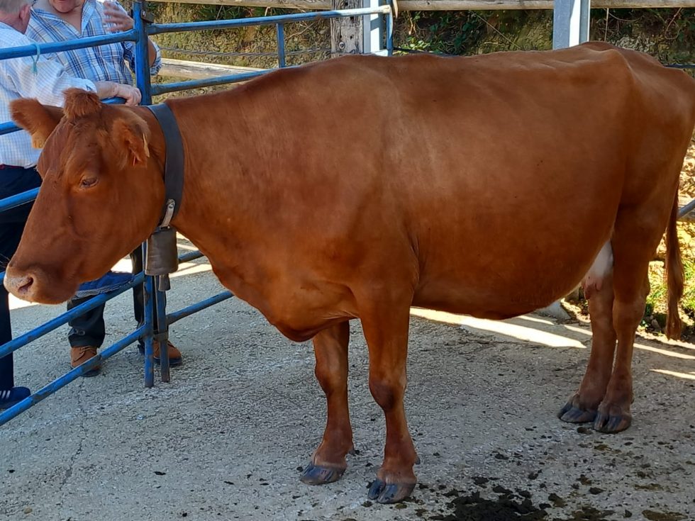 EXPOSICIÓN RAZA PASIEGA | Asociación vaca pasiega